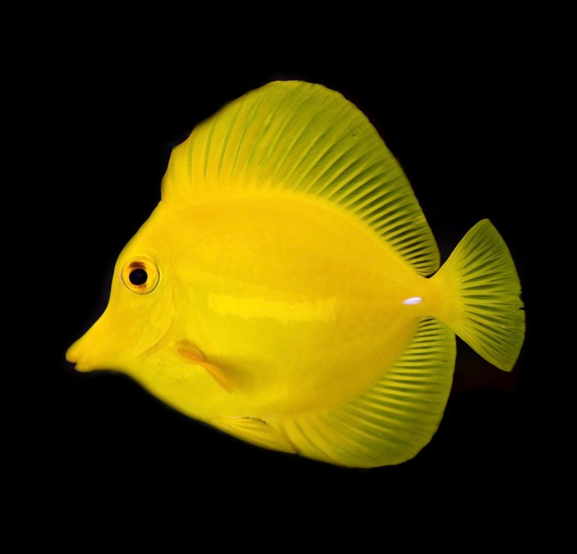 Fish – Hydros Aquatics