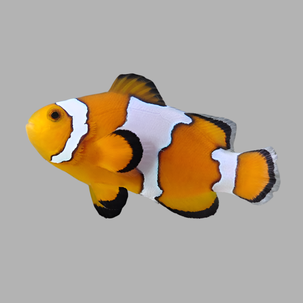 Snowflake – Hydros Aquatics