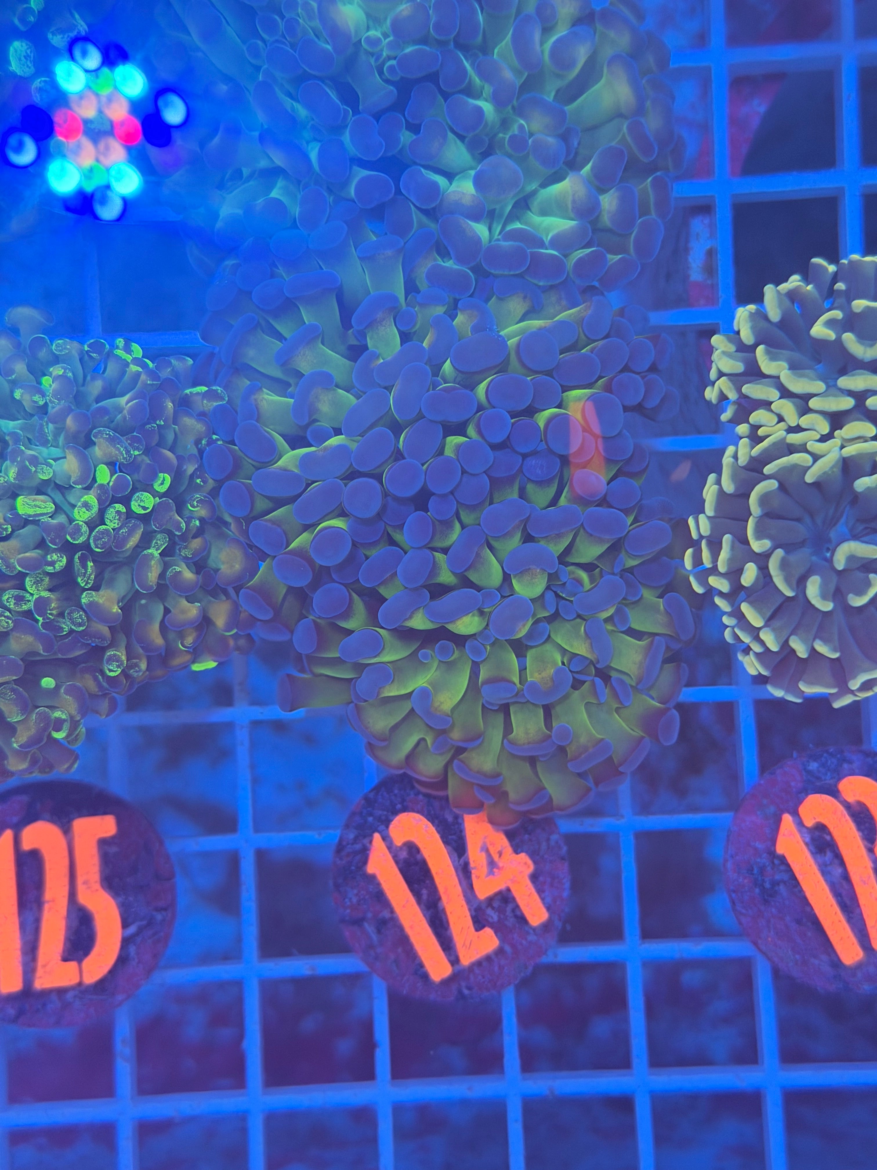 Blue Bird Hammer – Hydros Aquatics