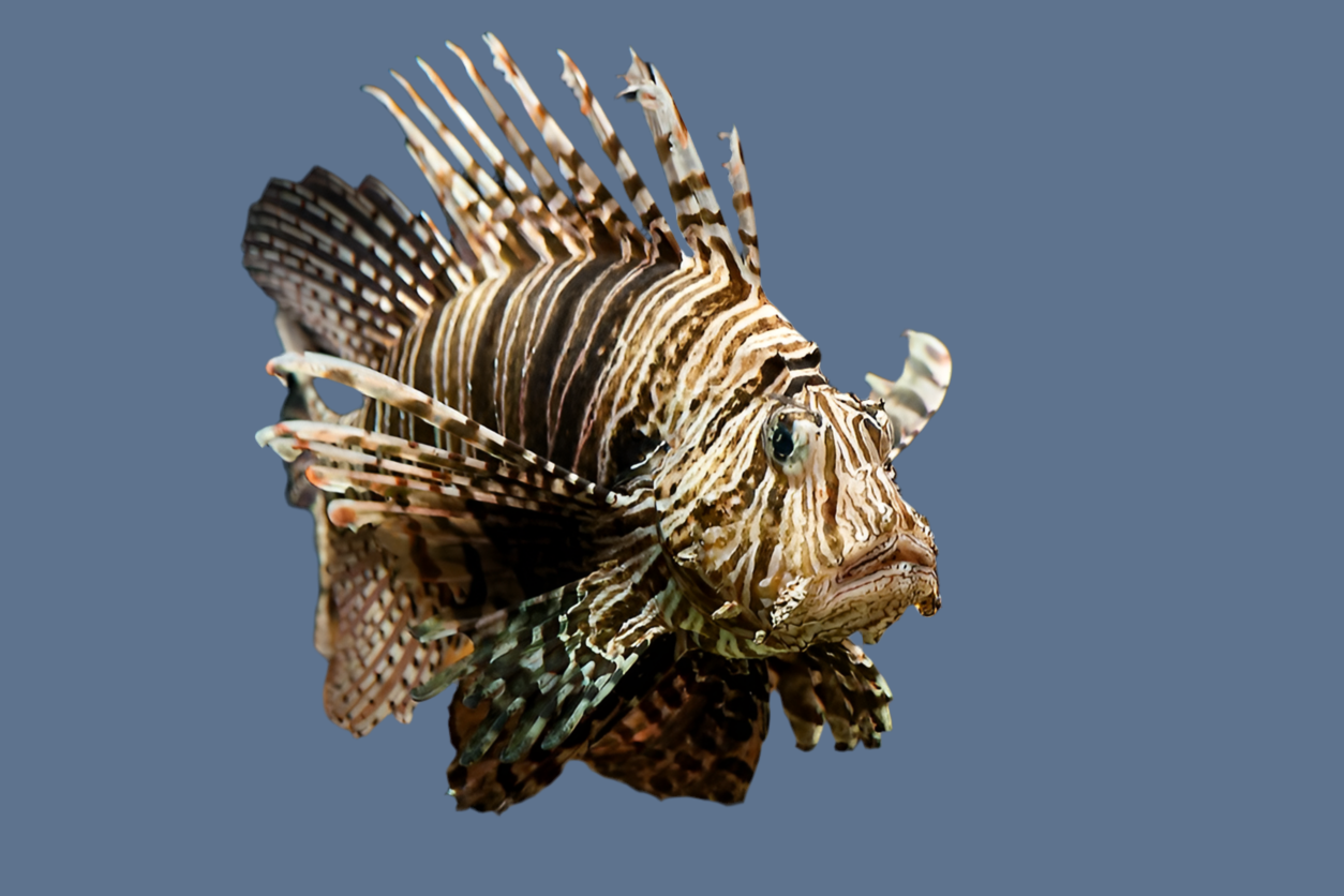 Lion Fish – Hydros Aquatics