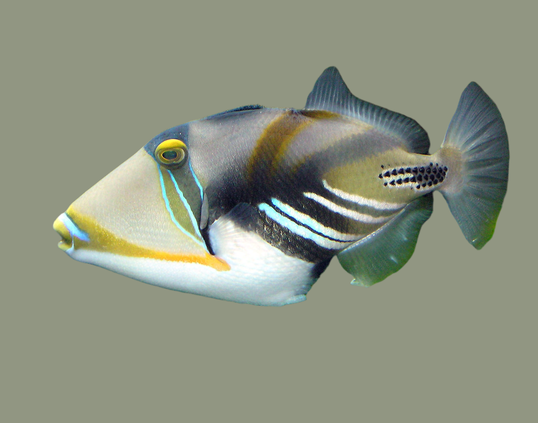 Humu Humu Trigger Fish – Hydros Aquatics