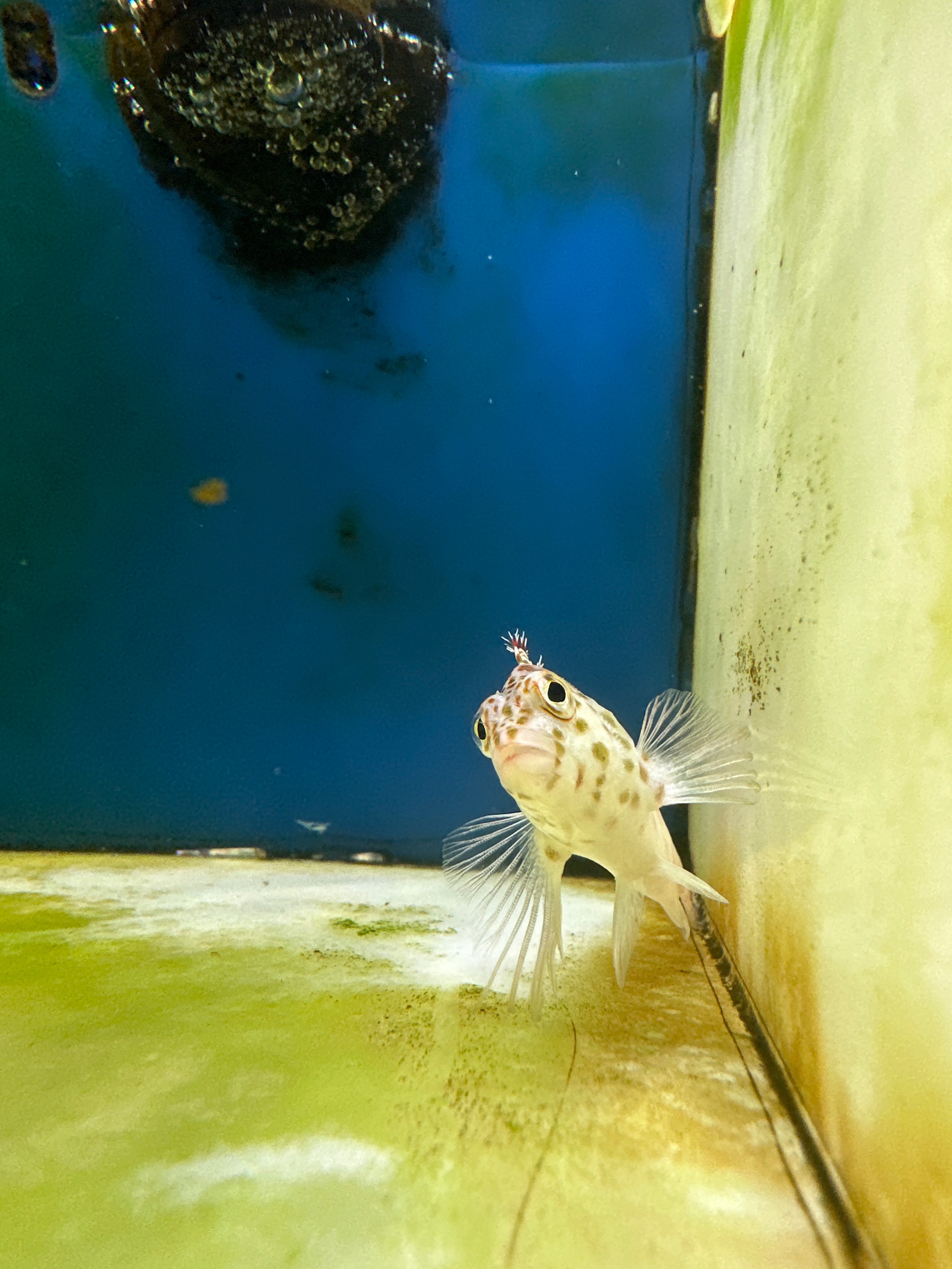 Spotted pixie hawk – Hydros Aquatics