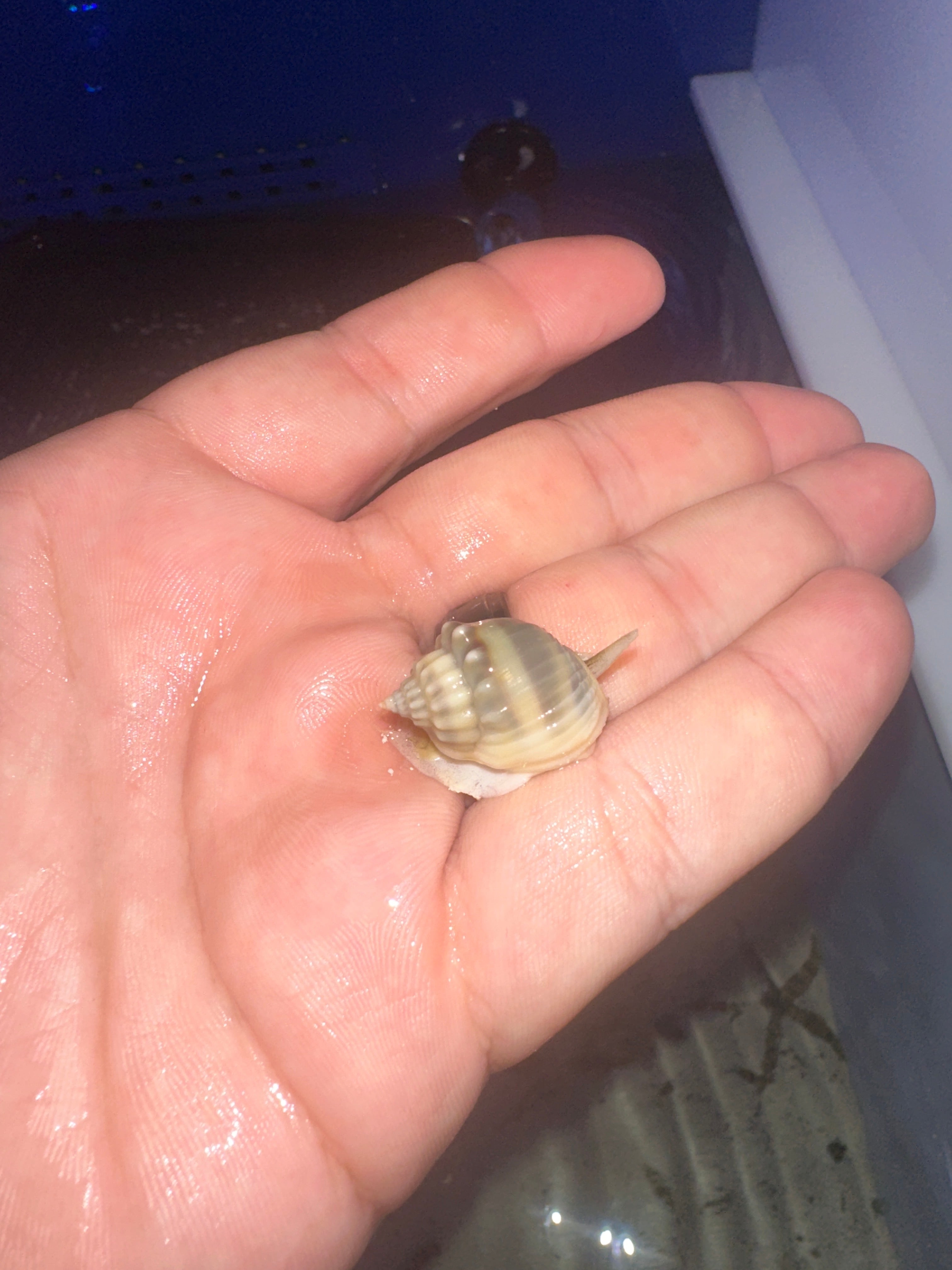 Nassarius snail large – Hydros Aquatics