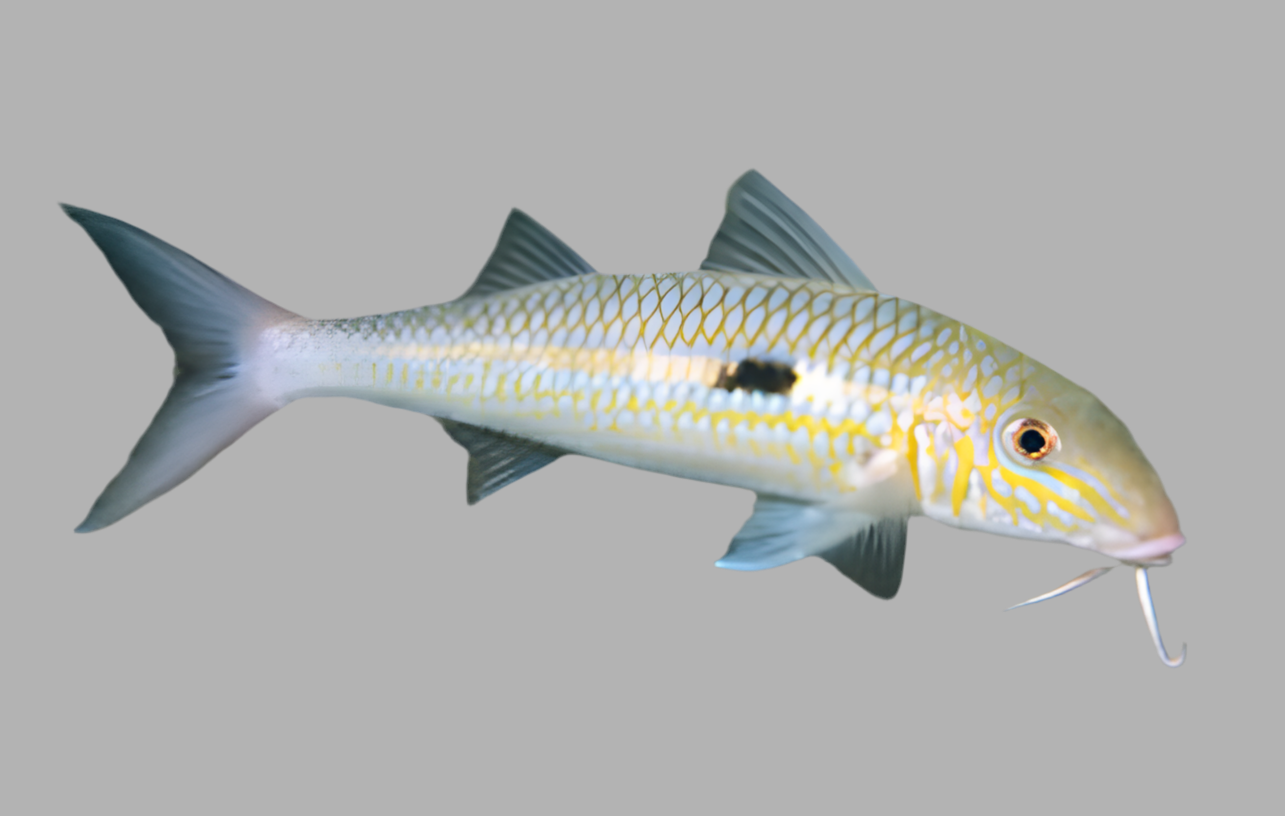 Goat fish – Hydros Aquatics