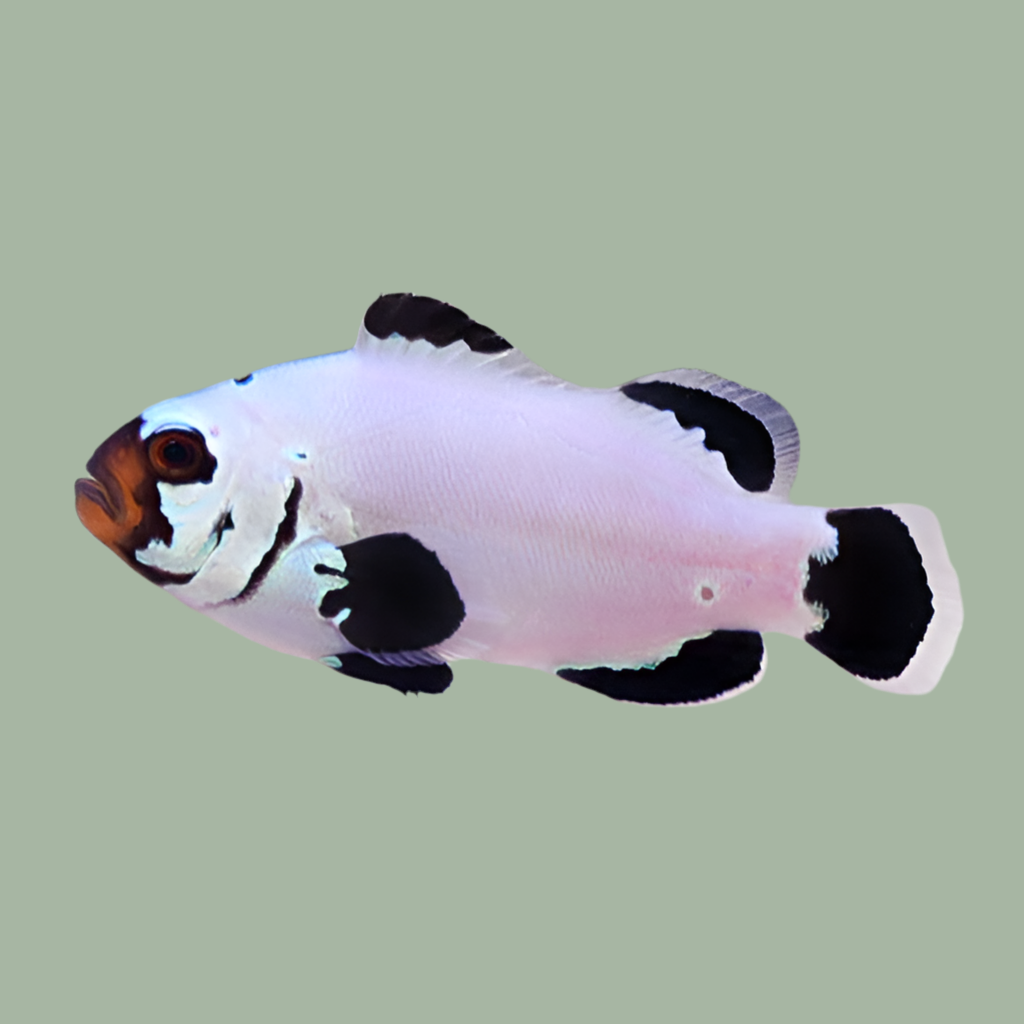 Frostbite Clownfish – Hydros Aquatics