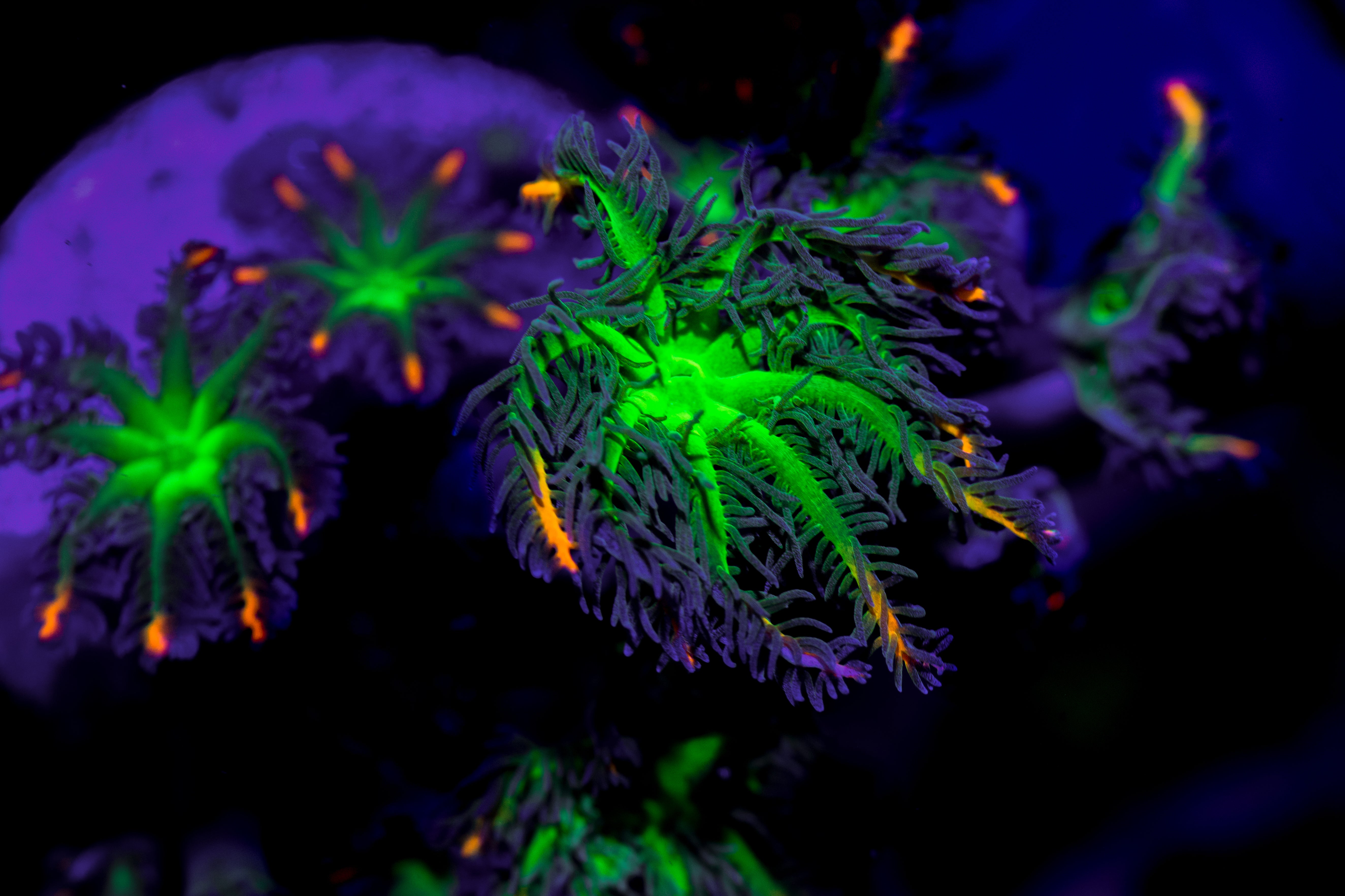 clove polyps large – Hydros Aquatics