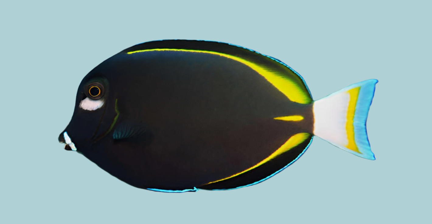 Gold Rim Tang – Hydros Aquatics