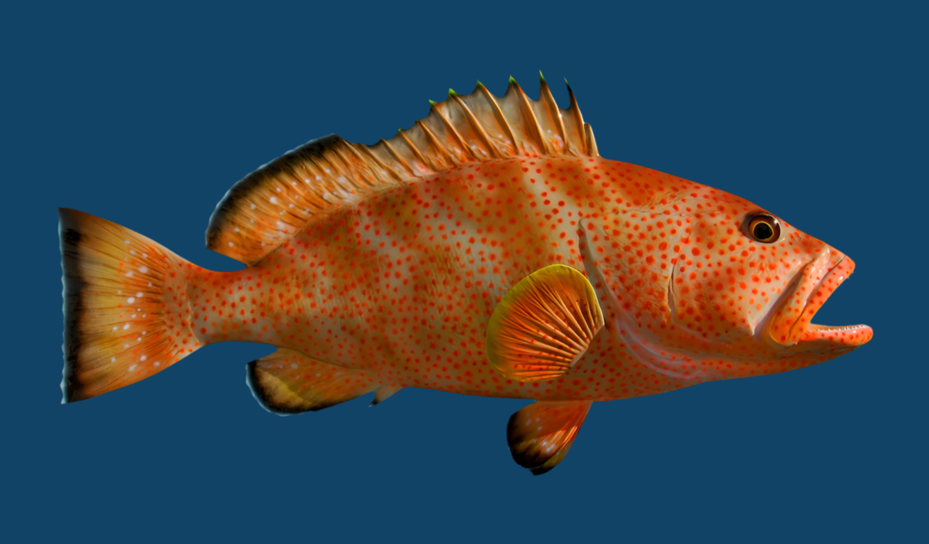 Strawberry grouper – Hydros Aquatics