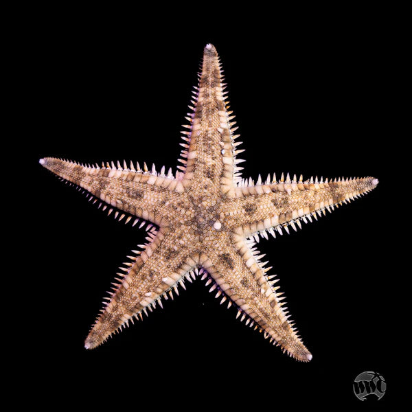 Sand Star – Hydros Aquatics