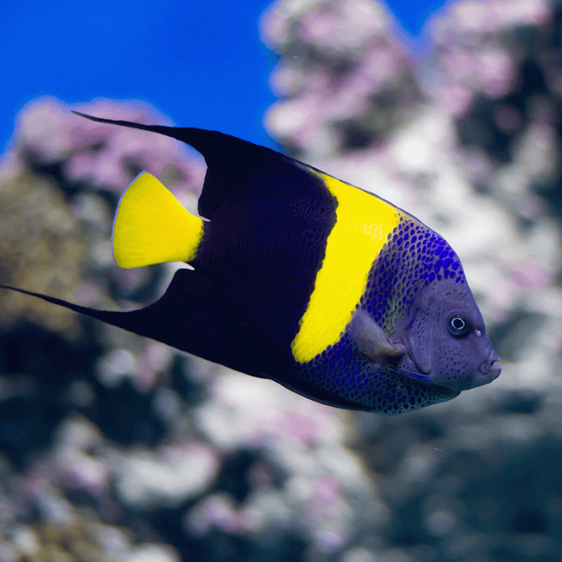 Asfur Angel Fish – Hydros Aquatics