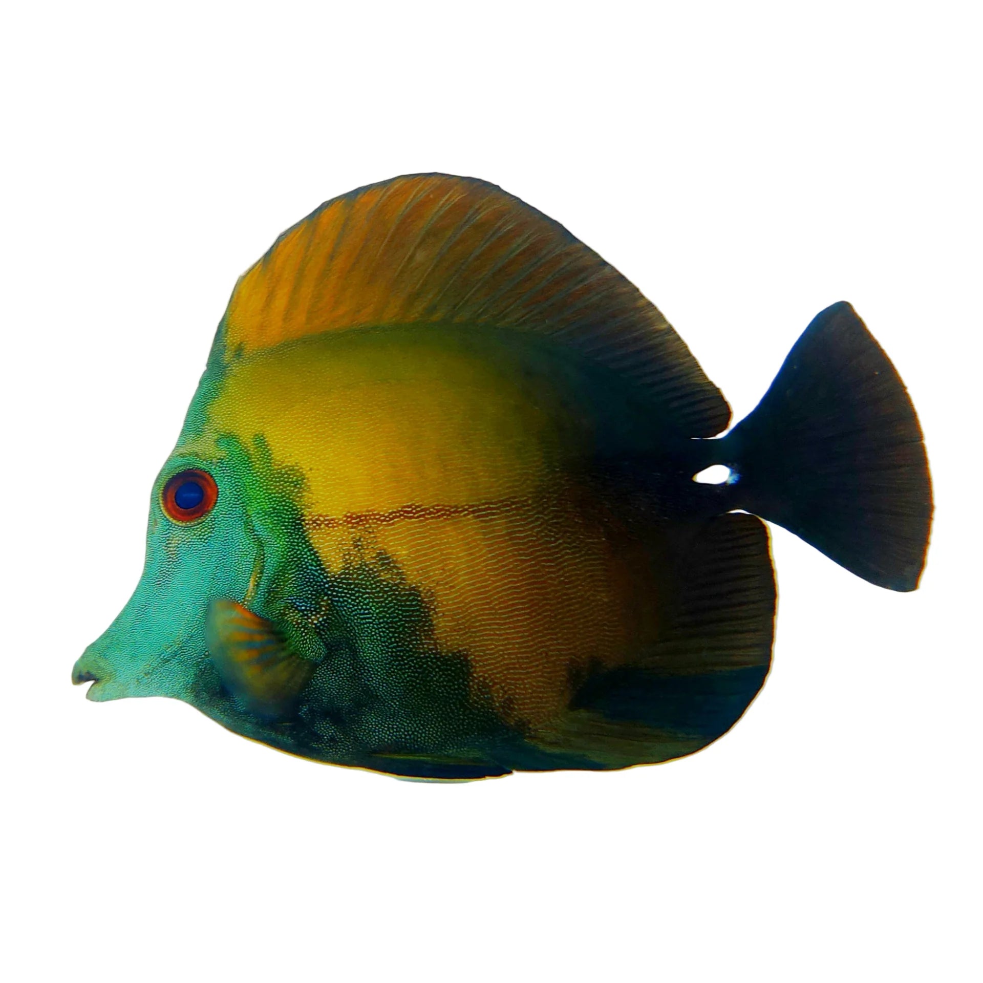 Blue Face Koi Tang – Hydros Aquatics