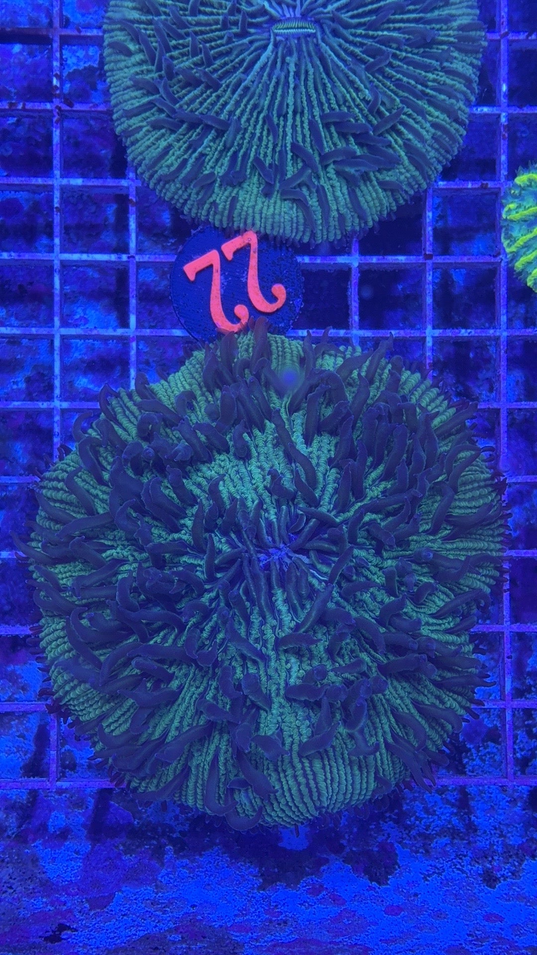 Aquacultured Plates – Hydros Aquatics