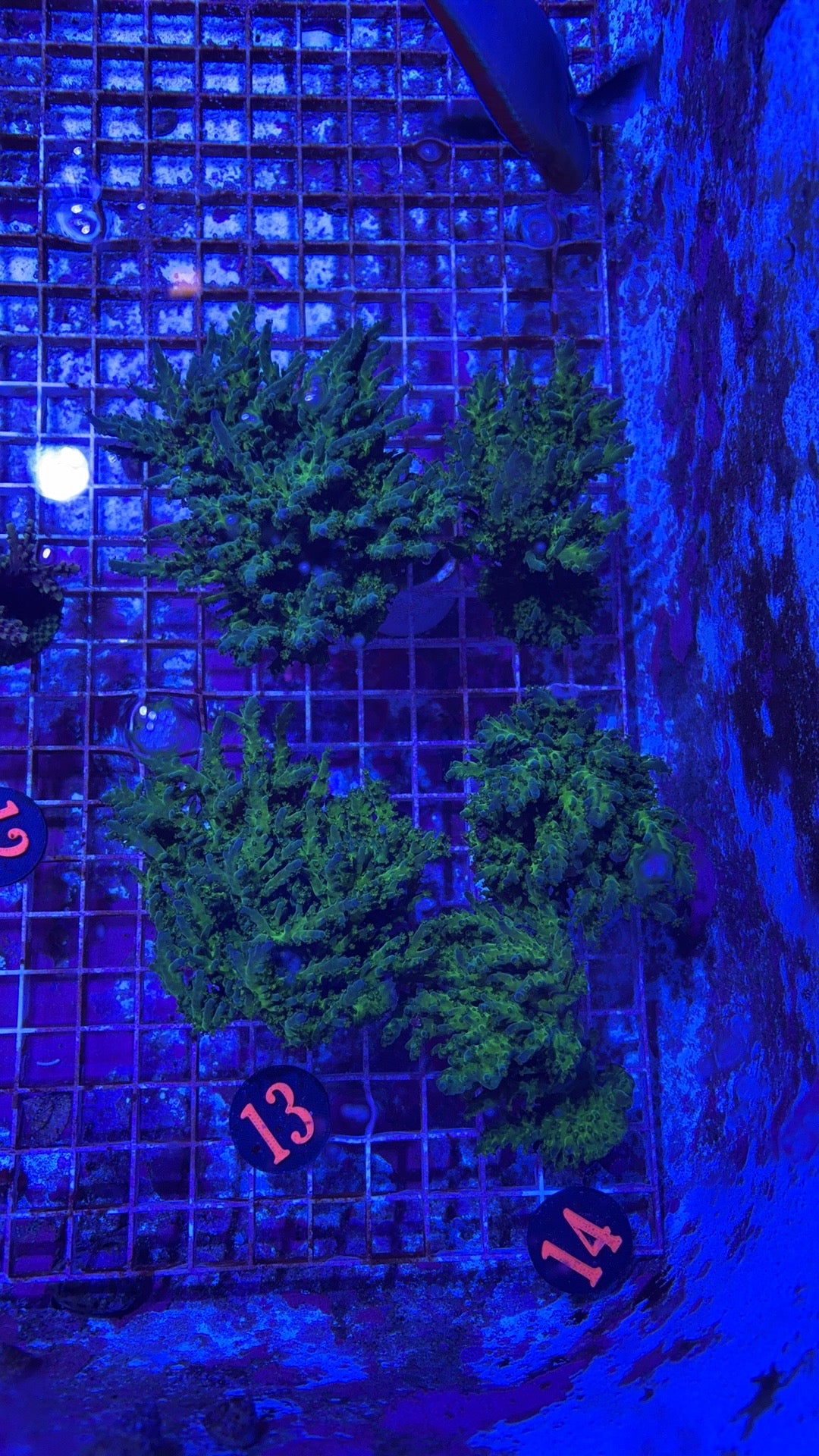 Miyagi Tort Large – Hydros Aquatics