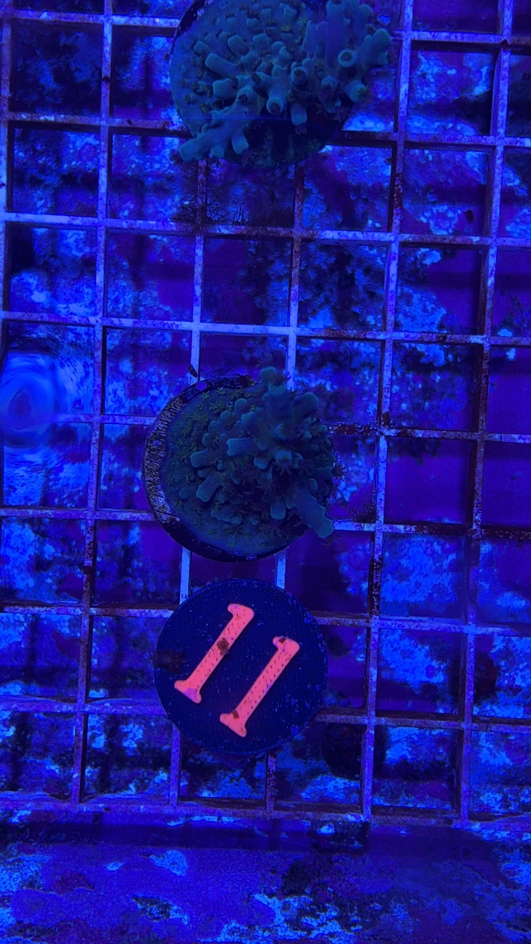Oregano Tort – Hydros Aquatics