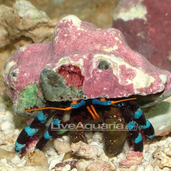 Electric Blue Hermit Crab – Hydros Aquatics