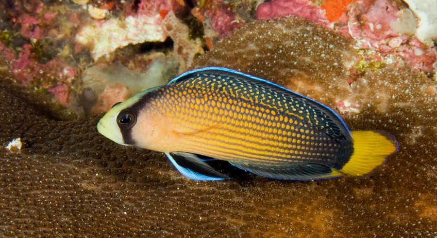 Splendid Dottyback – Hydros Aquatics
