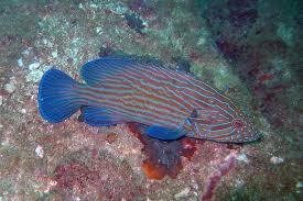 Blueline Grouper – Hydros Aquatics