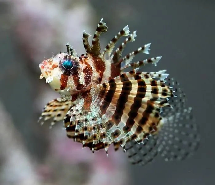 Dwarf lion fish – Hydros Aquatics
