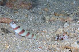 Steinitz Shrimp Goby – Hydros Aquatics