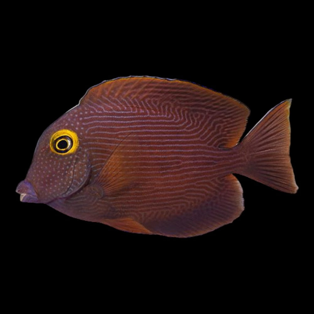 African Yellow Eye Tang – Hydros Aquatics